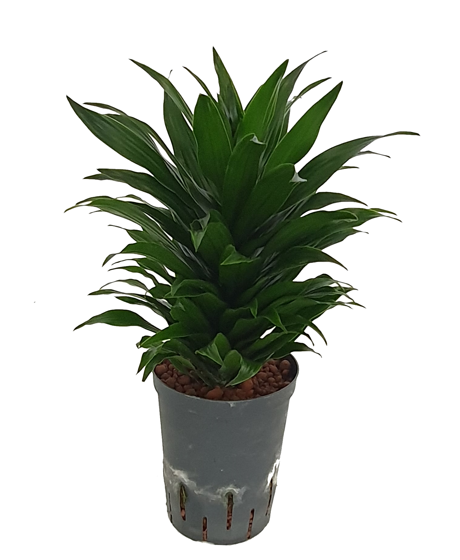 Dracaena fragrans 'Compacta' - VLM Hydrocultuur