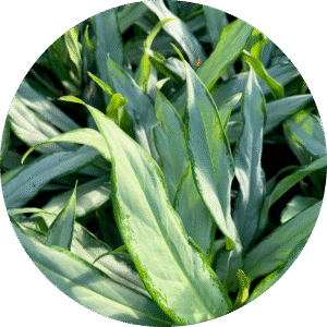 Vario | VLM Hydrocultuur