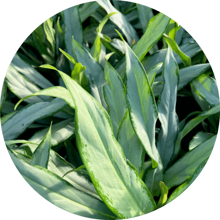 Vario | VLM Hydrocultuur